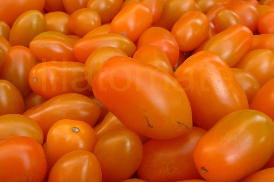 Leckere Tomaten