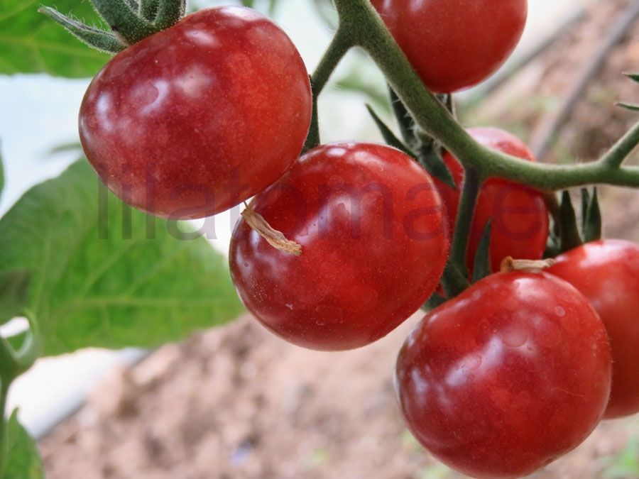 Tomate 'Blue Pitts' | Tomate 'Blue Pitts'