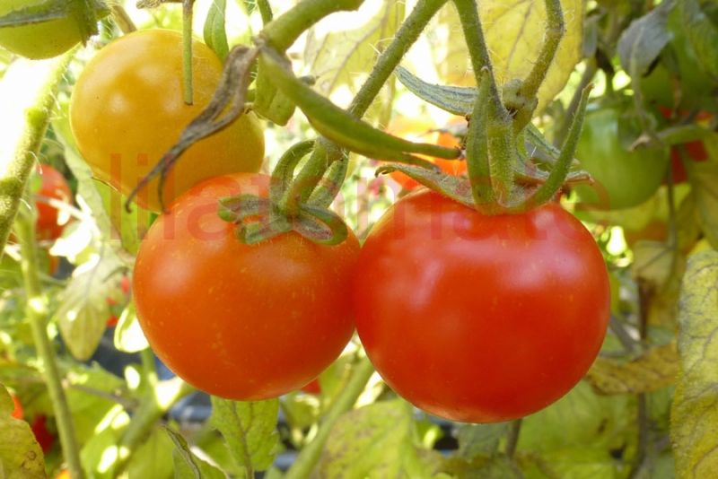 Tomate 'Tumbling Tom' | Tomate 'Tumbling Tom'