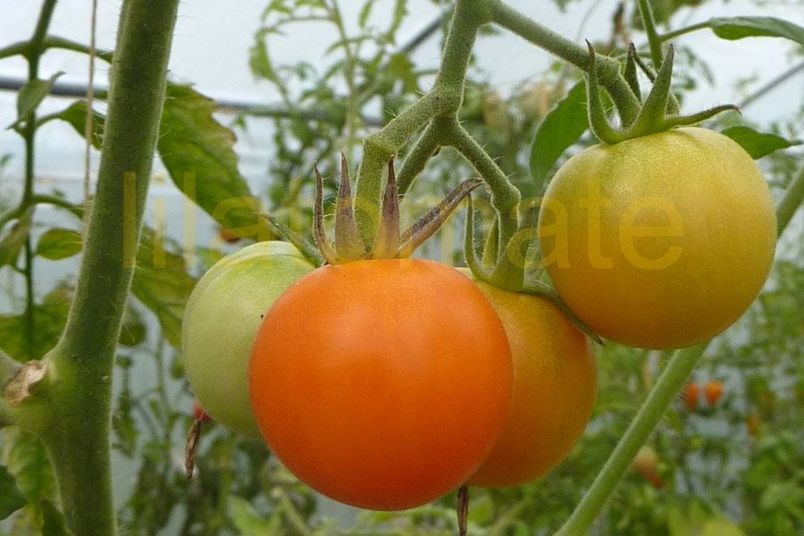 Tomate 'Orange Favourite' | Tomate 'Orange Favourite'
