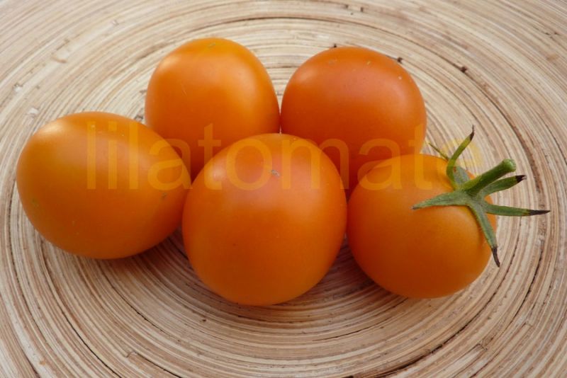 Tomate 'Orange Favourite' | Tomate 'Orange Favourite'