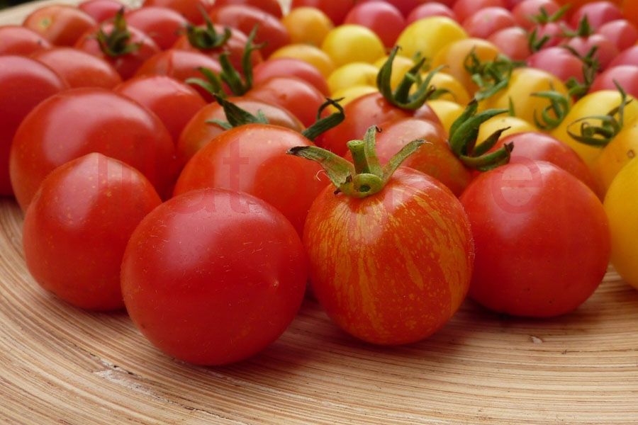 Tomate 'Tumbling Tom' | Tomate 'Tumbling Tom'