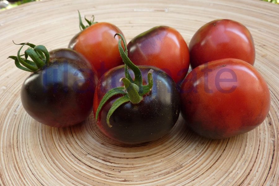 Tomate 'Osu Blue' | Tomate 'Osu Blue'