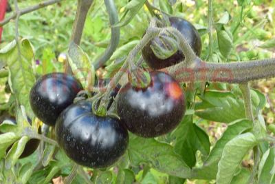 Tomate 'Shadow boxing' | Tomate 'Shadow boxing'