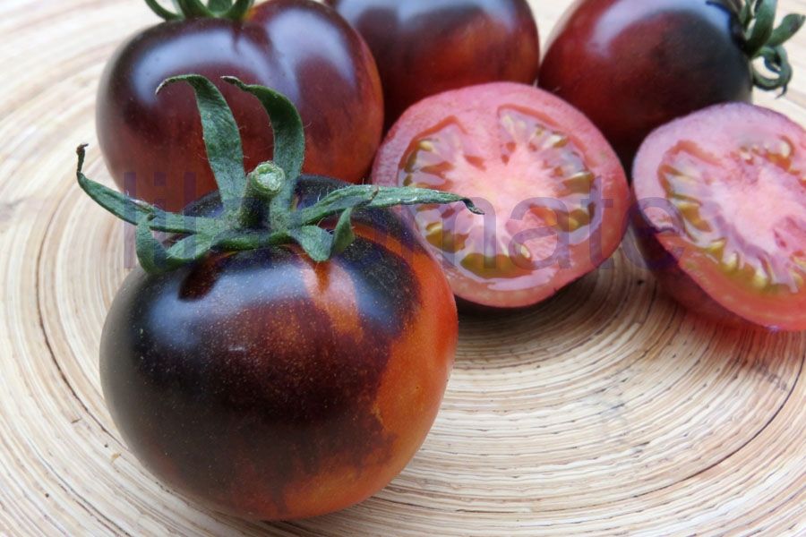 Tomate 'Osu Blue' | Tomate 'Osu Blue'